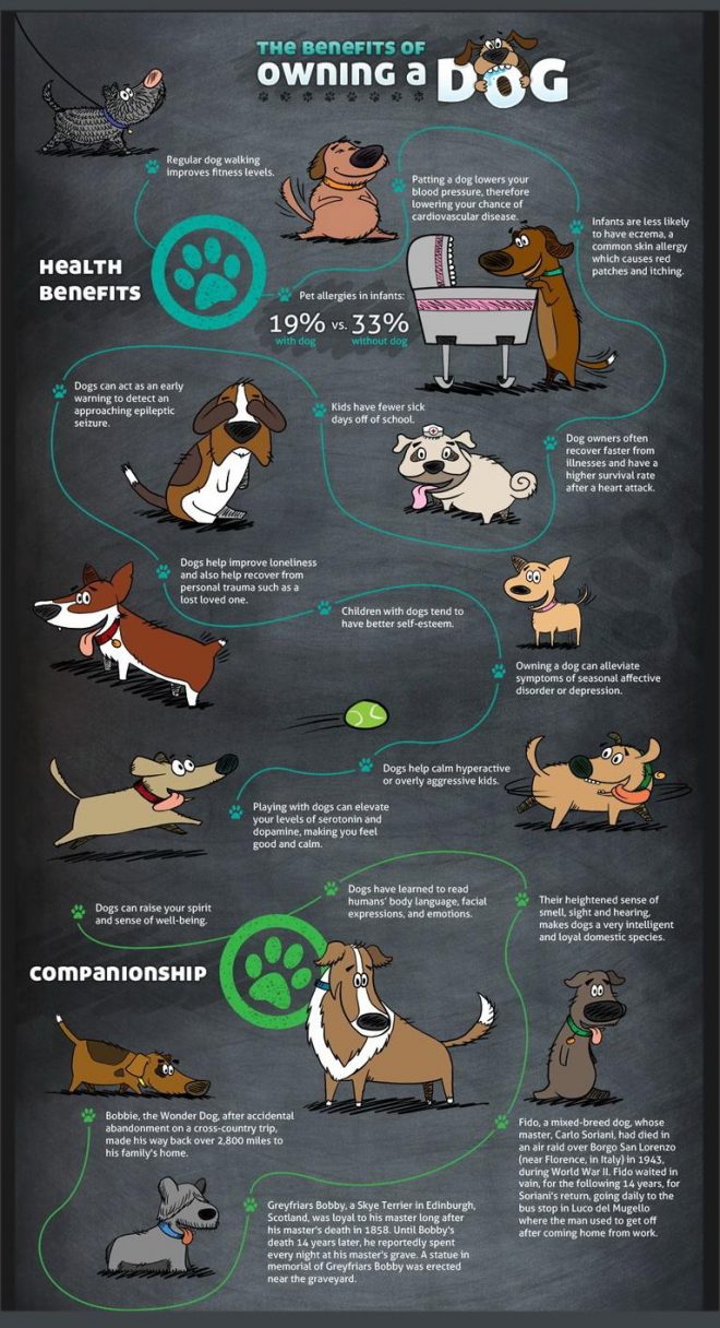 The benefits of owning a dog - The Dog Stop The benefits of owning a dog - The Dog Stop