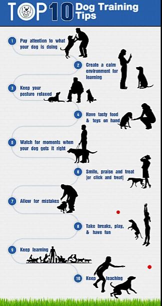 Dog training tips to keep you on track