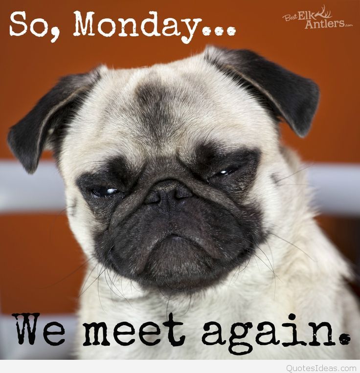 It s Monday let s Get Going The Dog Stop