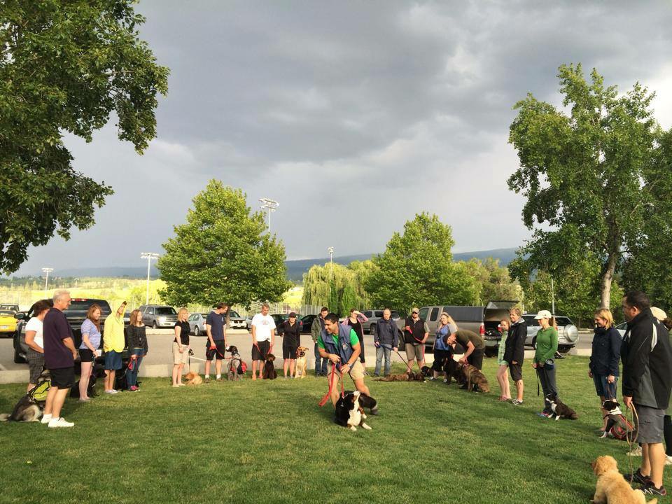 Educating the Trainer - The Dog Stop