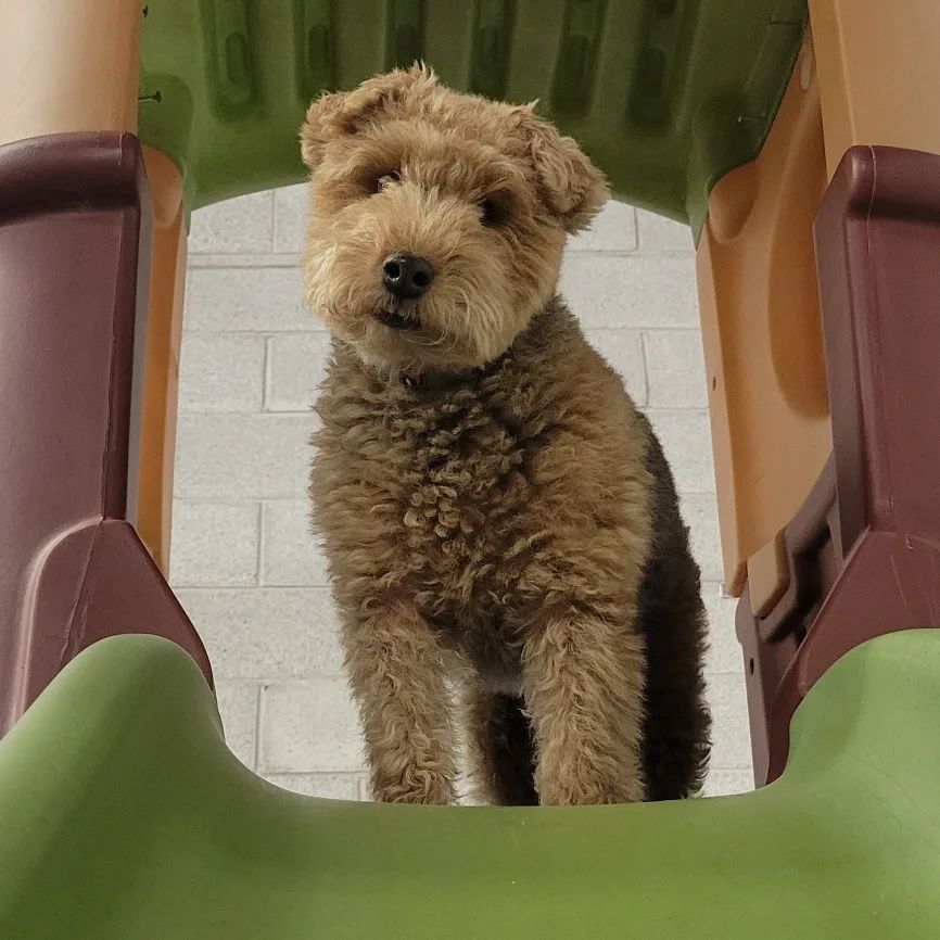 Unlocking Your Dog's Potential: Basic Obedience Training Benefits Unlocking Your Dog's Potential: Basic Obedience Training Benefits