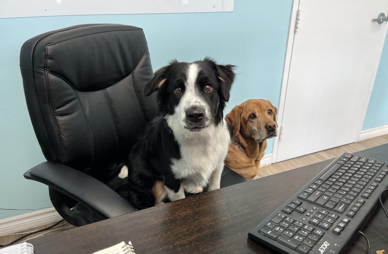 Contact Us | Dog Training and Dog Daycare Centre